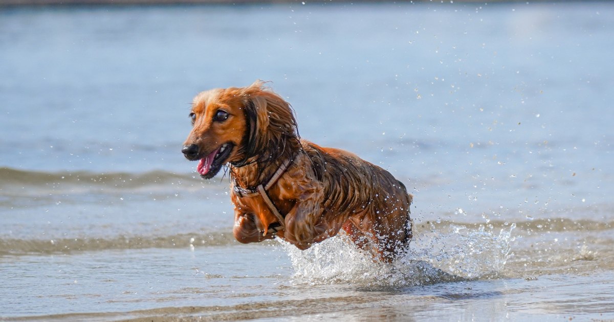 Water intoxication in dogs – how to recognise the signs and act | Dog ...
